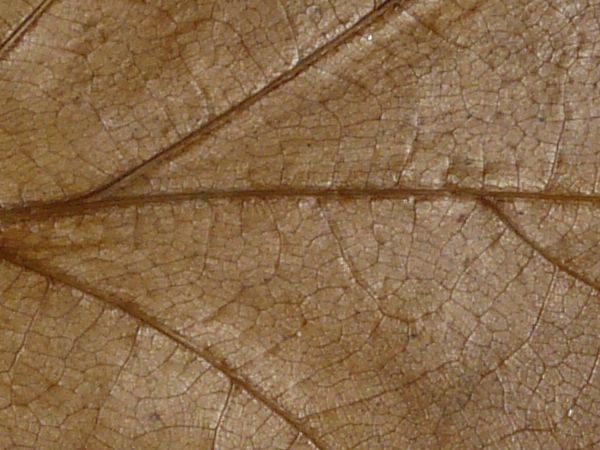 texture 0008 - Texturelib